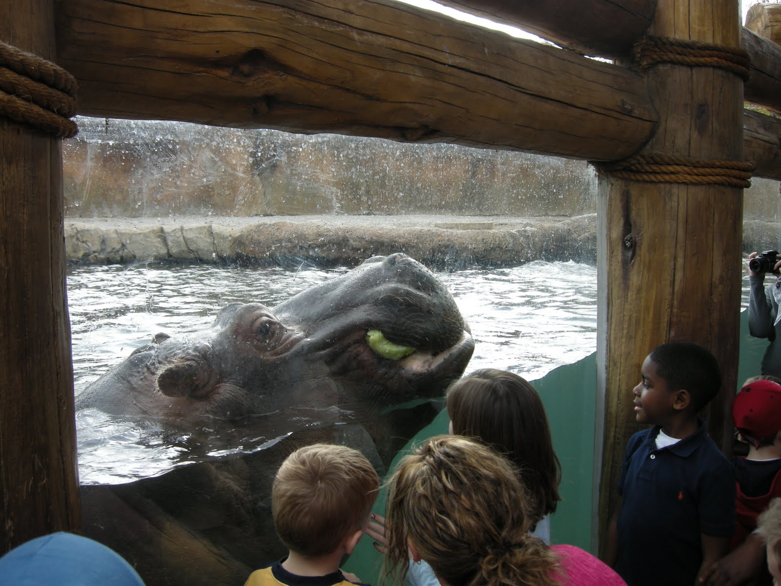 Life with the Moore Family: Saint Louis Zoo