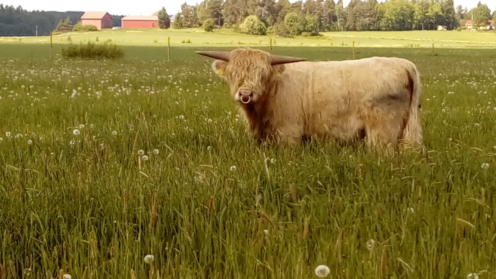 Boe's Highland Cattle: Avelstjur/Siitossonni Fearghas