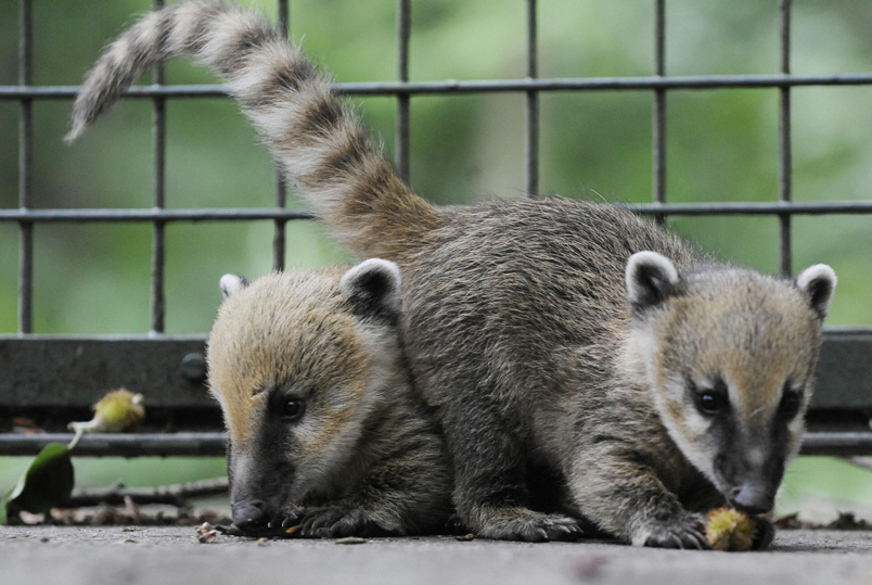 Cute Coati | Wild Life Adventures