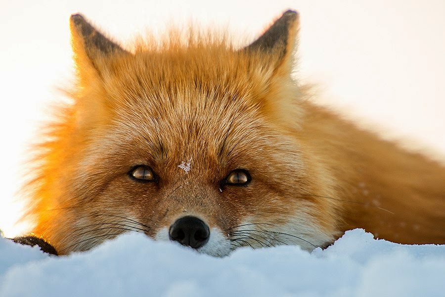 White Wolf : 15 Lovely Photos of Russian Foxes by Ivan Kislov Are ...