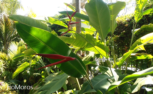 PLATANILLO: Heliconia subulata | Plantas rioMoros