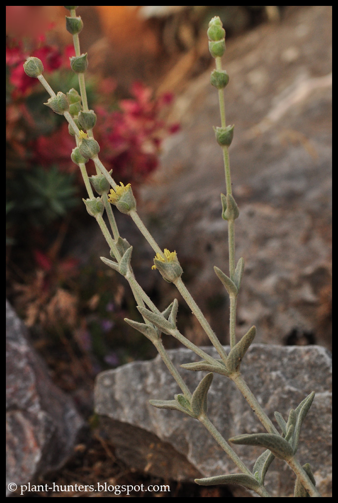 Plant Hunters: Sideritis sipylea