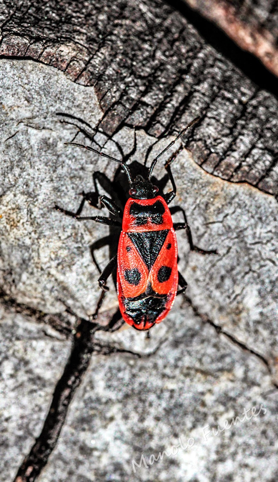 Insectos de Andalucía: Pyrrhocoridae