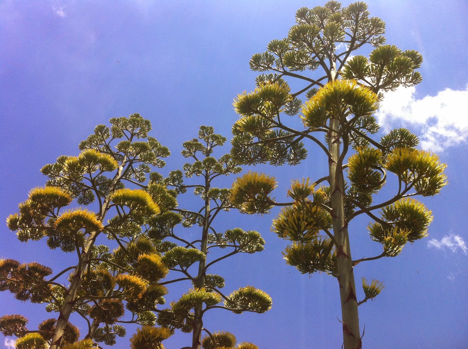 Stories to tell . . .: Lesotho - Christmas