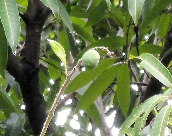 Left Field Wander: Green Fruit
