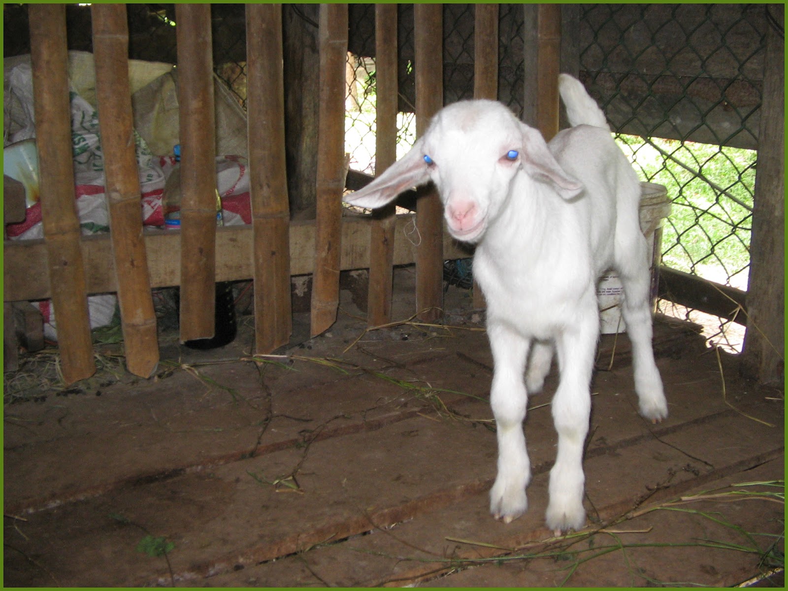 tania goat: saya suka kambing