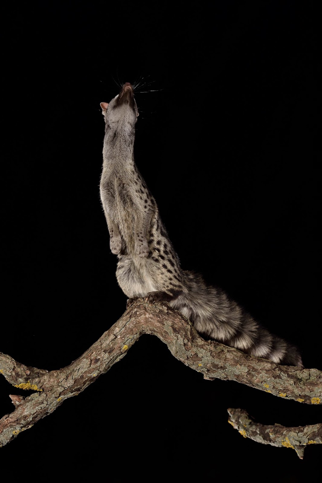 PHOTONATURE: Jineta (Genetta genetta)