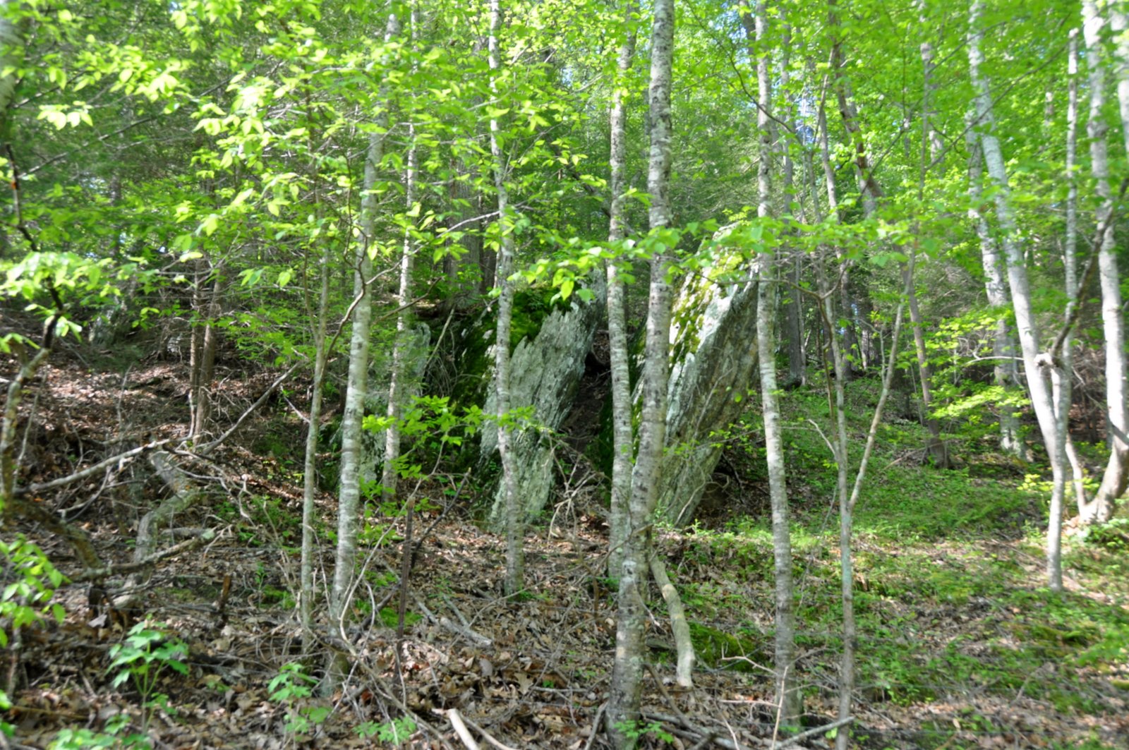 Vicki Lane Mysteries: The Cove by Ron Rash