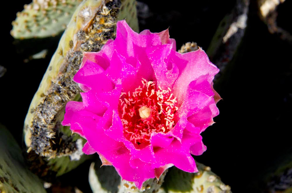 The Wayward Hawaiian: Beavertail Cactus - Opuntia basilaris