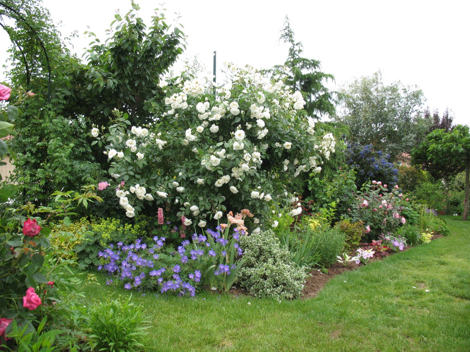 Roses du jardin Chêneland: Rosier Iceberg en grimpant