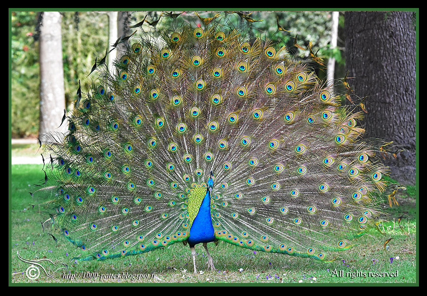 WILDLIFE GATEWAY: Les Paons bleus du Jardin Massey