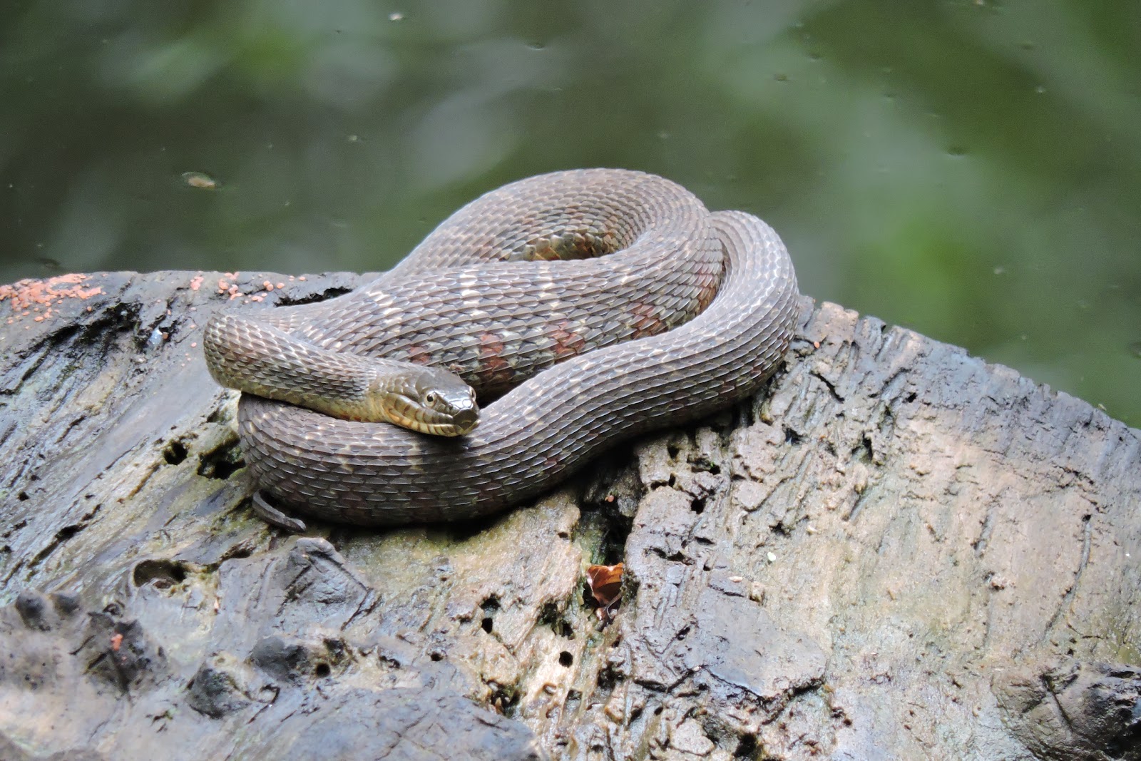 Capital Naturalist by Alonso Abugattas: Northern Watersnake