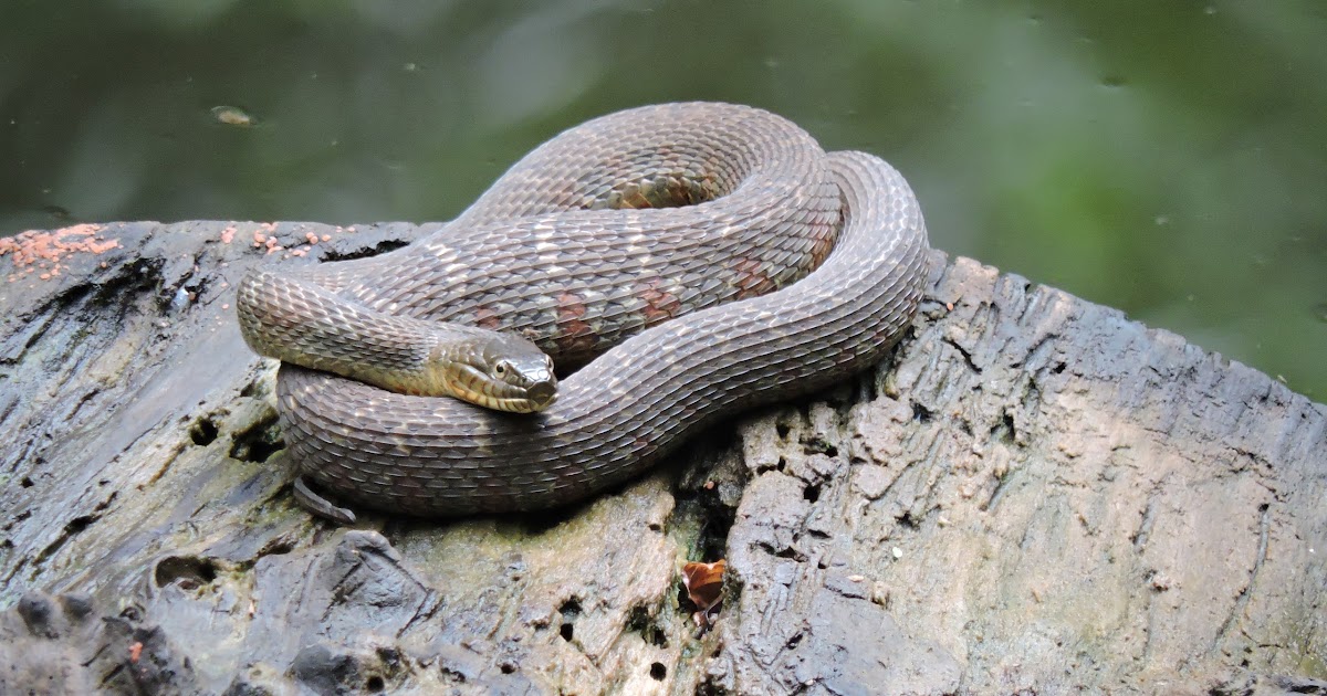 Capital Naturalist by Alonso Abugattas: Northern Watersnake