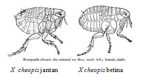 Makalah Pinjal ( mata kuliah Pengendalian Vektor Epidemiologi ) – Jati.id