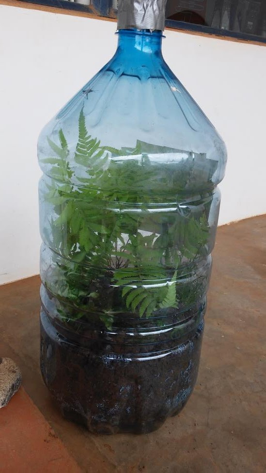 IB Biology Mesocosm Project: 2015