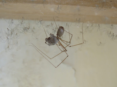 BugBlog: Pholcidae: cellar spiders