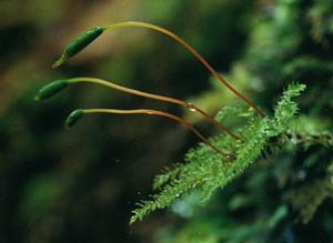 Variety of Life: Hypnodendron