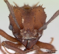 O Império Myrmex: Acromyrmex (pt)