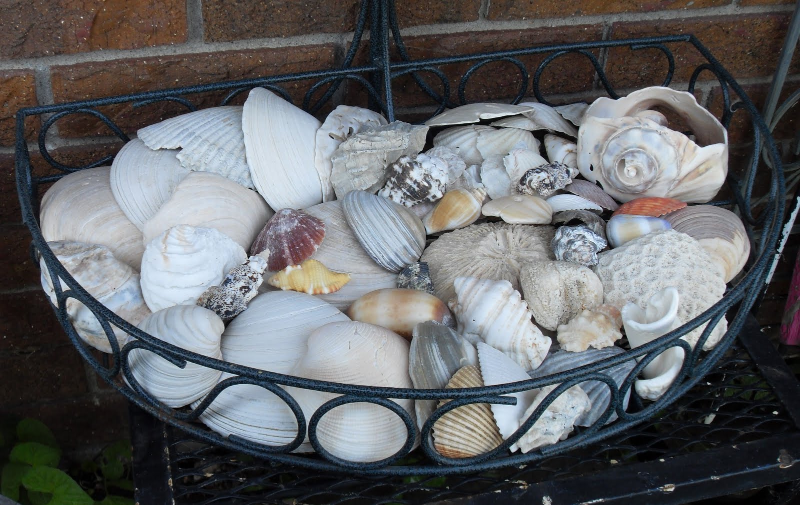 Heart Song: Sea Shells and Lavender Bells