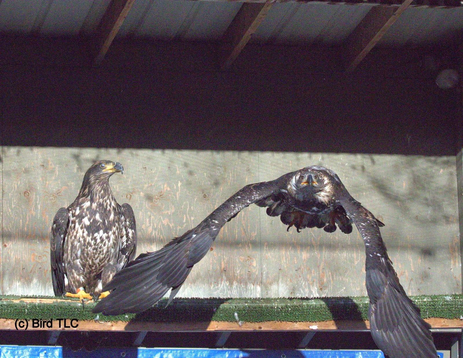 Bird Treatment and Learning Center: Do you know the way to Haines, Alaska?