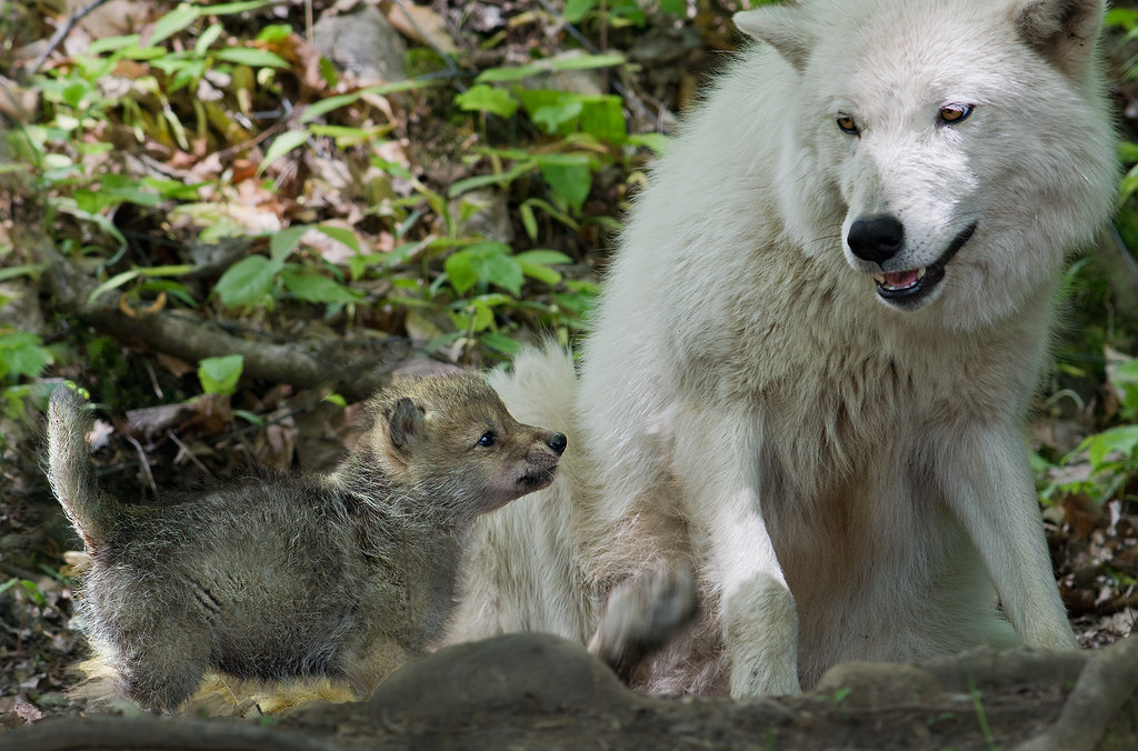 White Wolf : Stunning Images Showcase the Cuteness of Fluffy Arctic ...