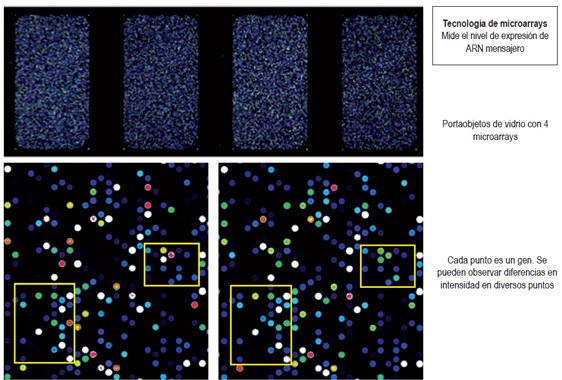 CÁNCER DE ESTÓMAGO: DIAGNÓSTICO DE CÁNCER GÁSTRICO MEDIANTE MICROARRAY