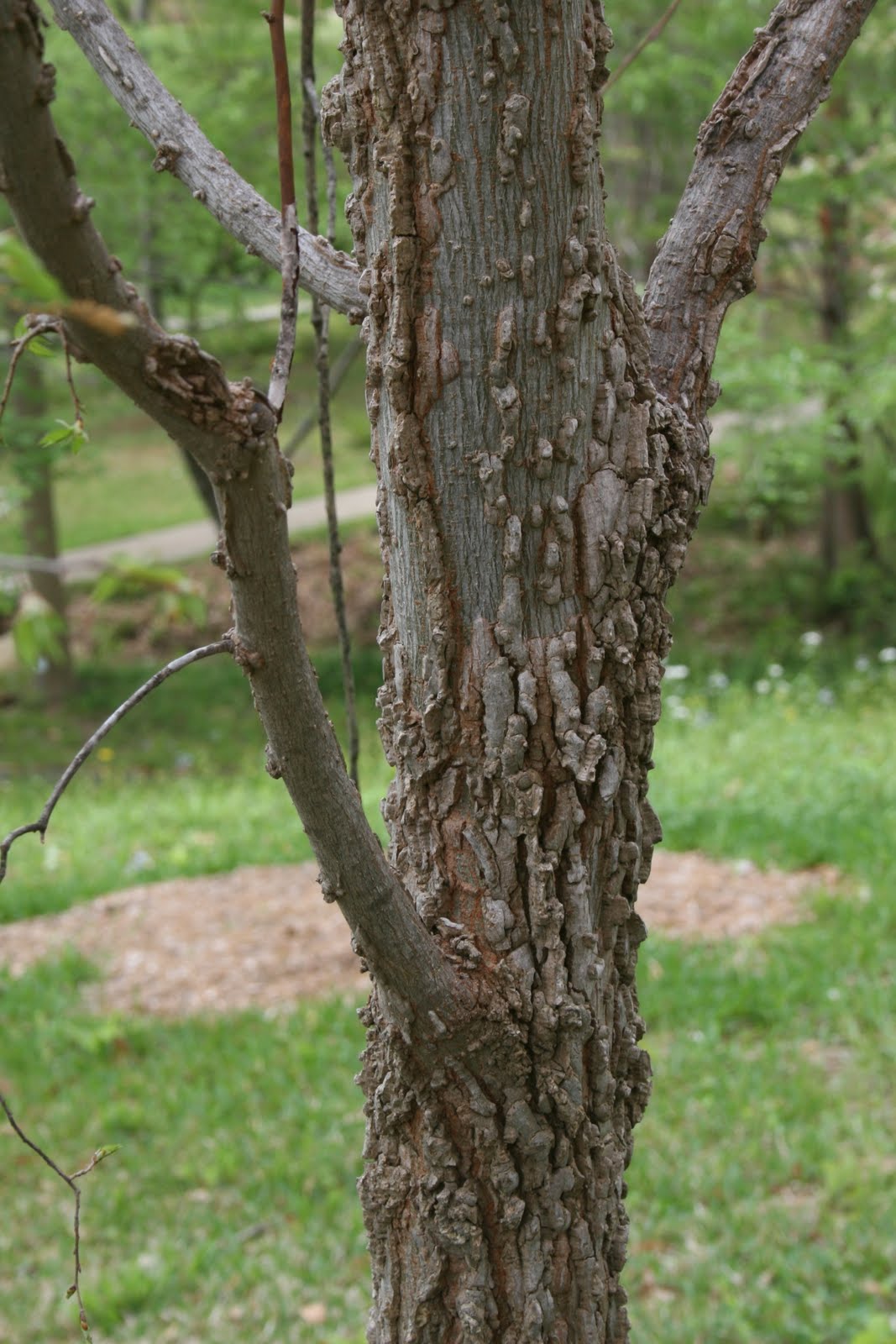 Centenary College Arboretum: Ulmus alata