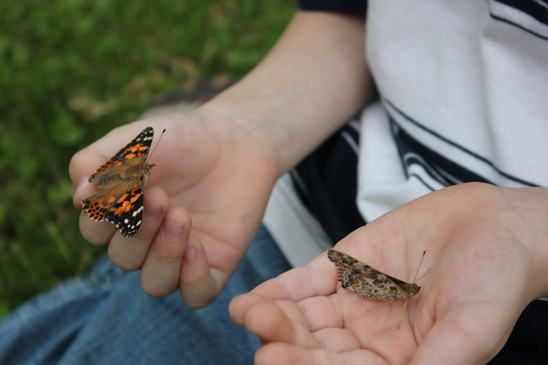 Learning With My Boys Butterfly Unit Study Learning With My Boys Butterfly Unit Study