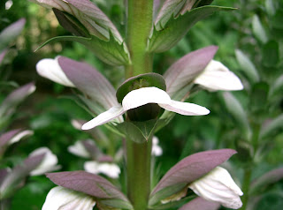 FLOWER SHOP: Acanthus flowers pictures information.