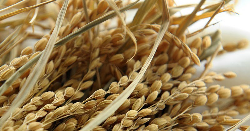 How To Grow Rice At Home From Seed | Handy & Homemade