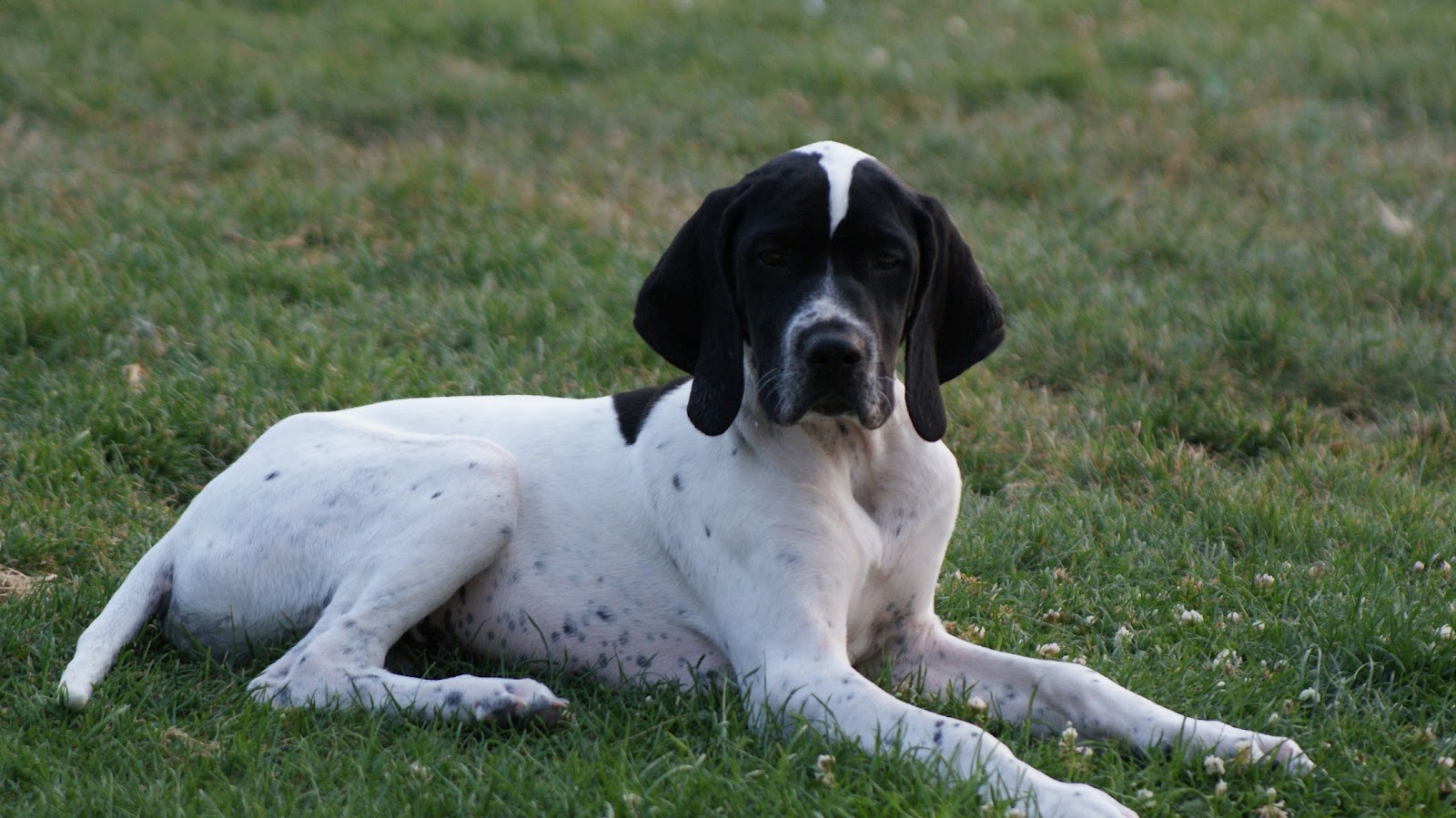 Chiots Pointer Anglais LOF de Bahia et Bird: 11 semaines