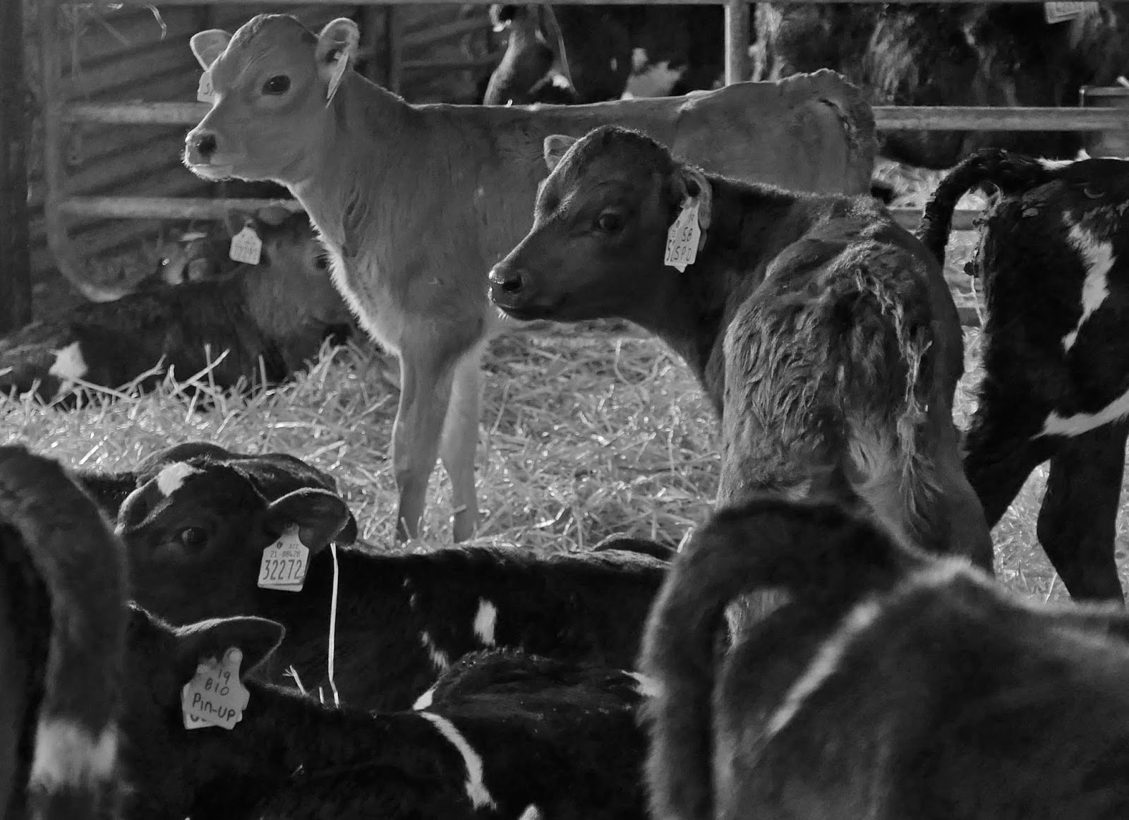 See Where Your Food Comes From With West Cork Farm Tours