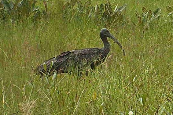 VISITEUSSOON: Giant Ibis