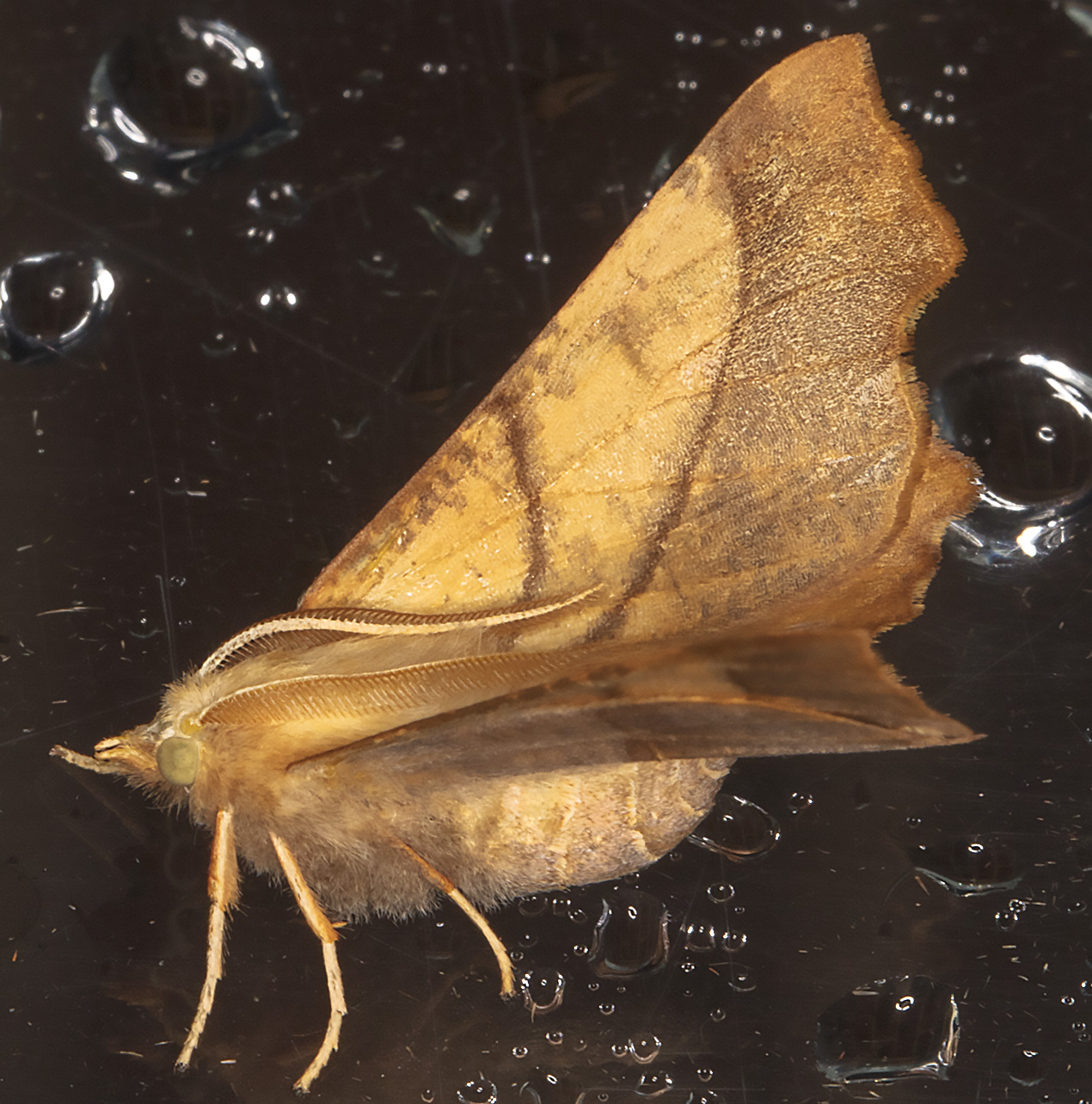 More Thorns | Naturally