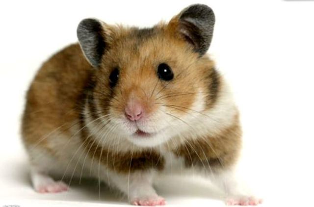 Imagenes, Amor, Facebook, Fotos: Imagenes Tiernas de Hamster