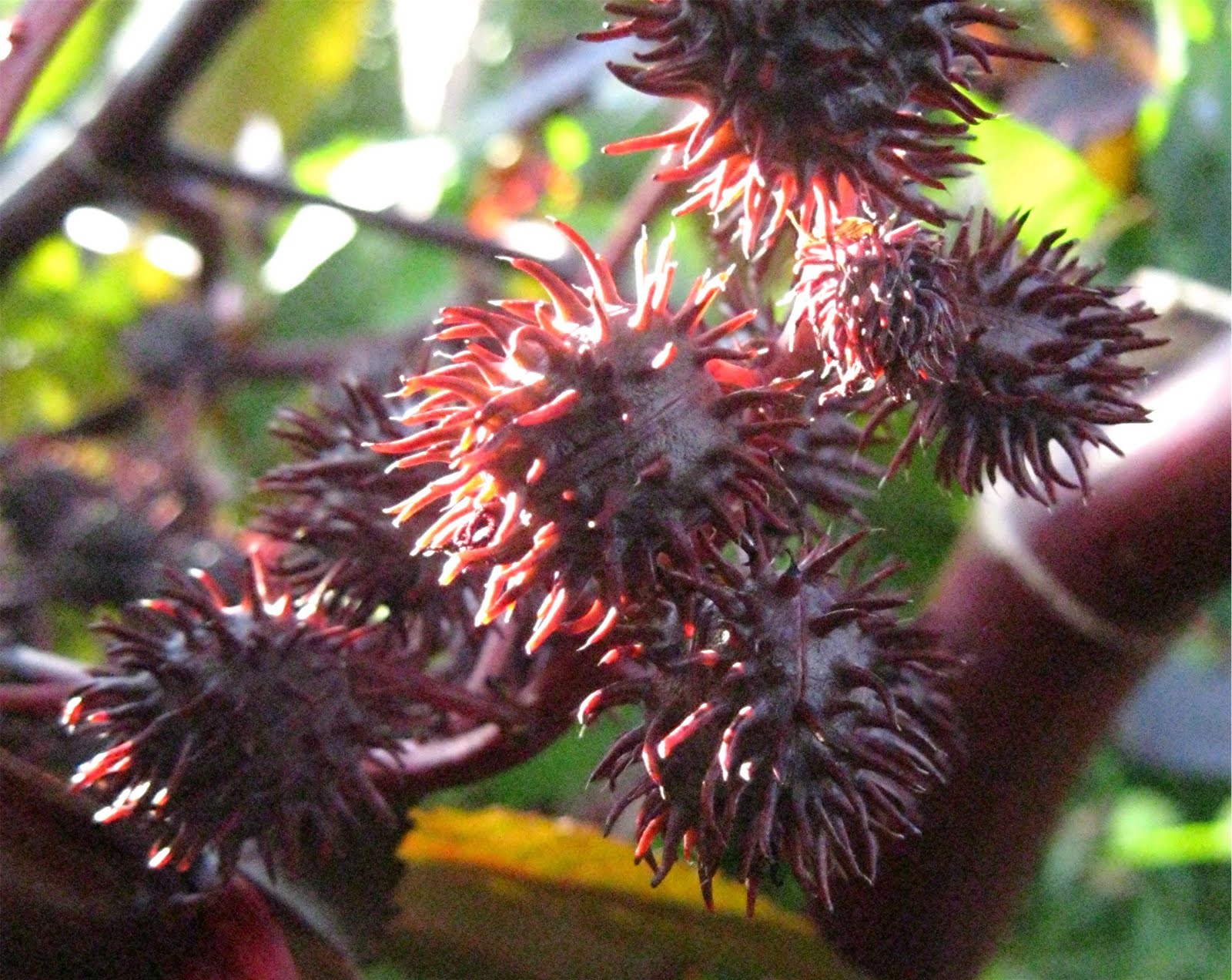 1003 Gardens: Red Castor Bean, Ricinus communis.'Carmencita'.....this ...