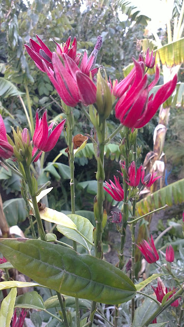 In A Costa Tropical Garden: Pavonia multiflora ......Brazilian candles