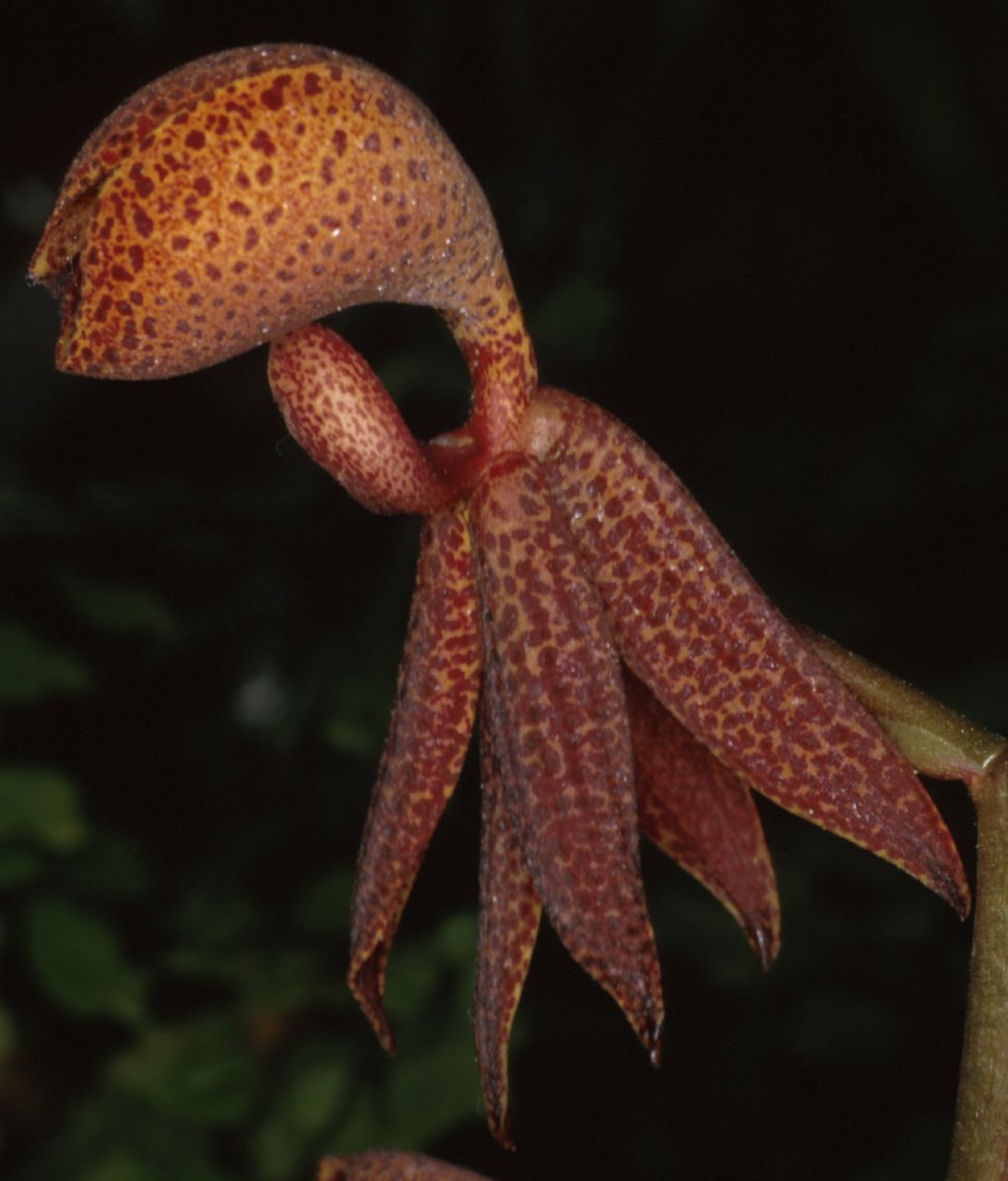 Álbum de Fotos: Nomes de orquideas.