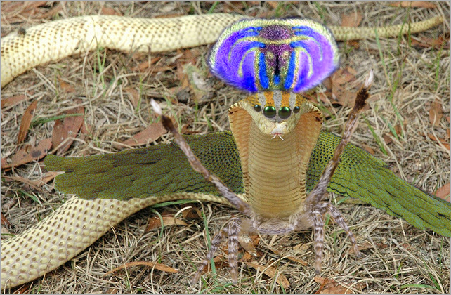 Title Goes Here: Superb Peacock Snake