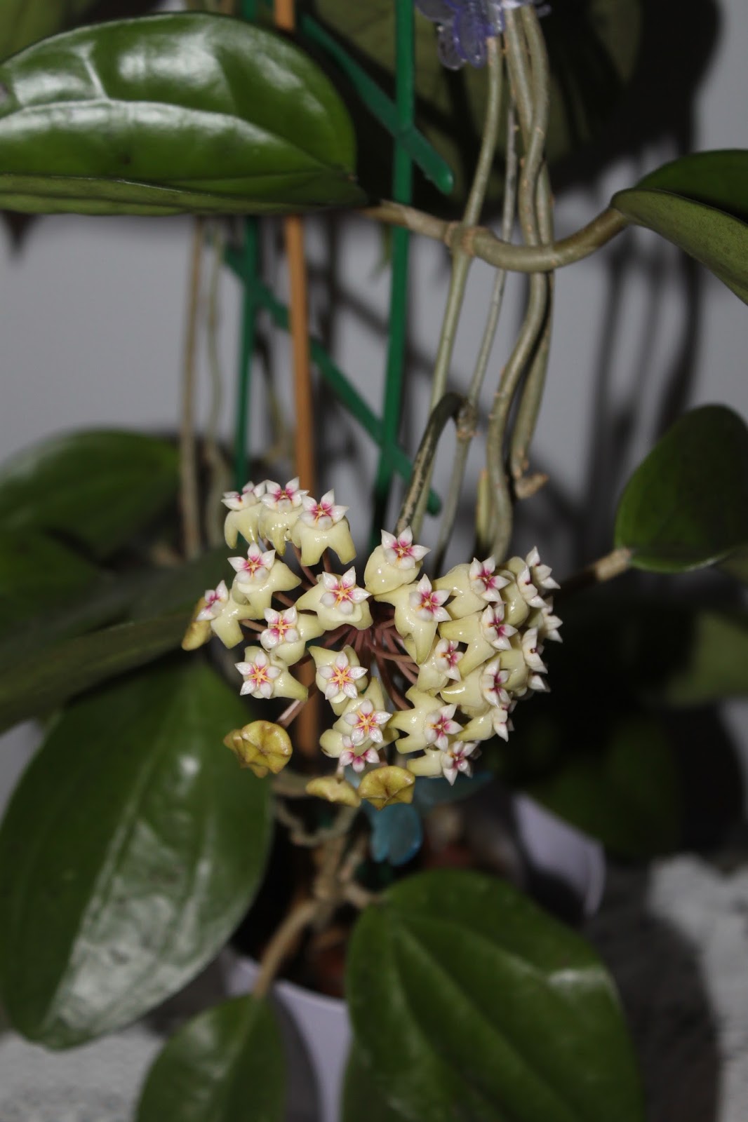 Hoyapassion: Hoya rigida EPC-606 ( 2x bigger flowers than common size )