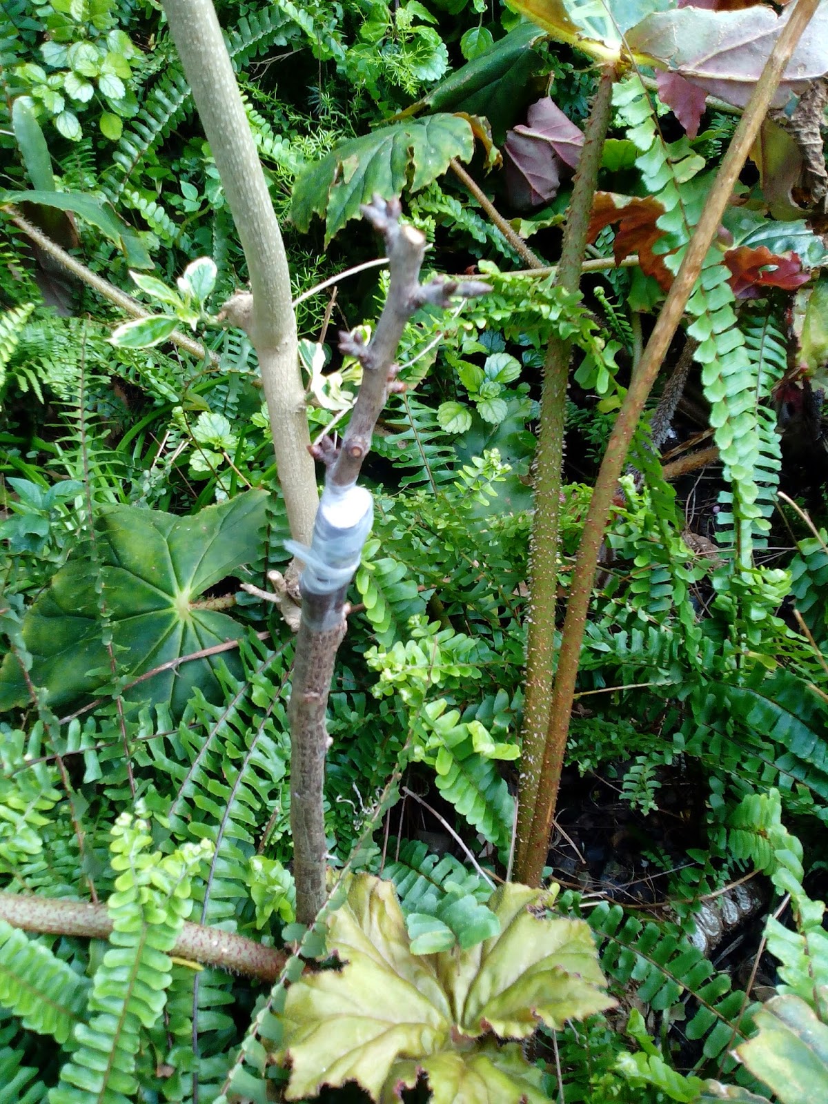 Blog do Curraleiro: Tipos de enxertia