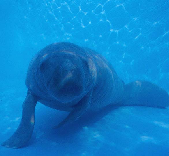 A mansidão dos manatins