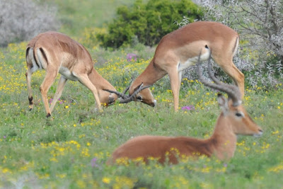 BlackLOG: A typical BlackLOG journey and Rippons Safari day 1