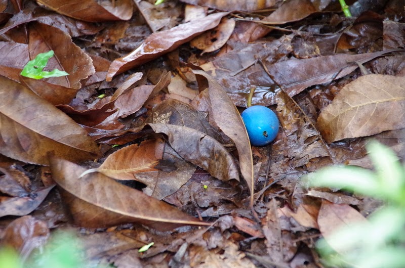 Trees and Plants: Blue Marble Tree (Elaeocarpus Angustifolius)