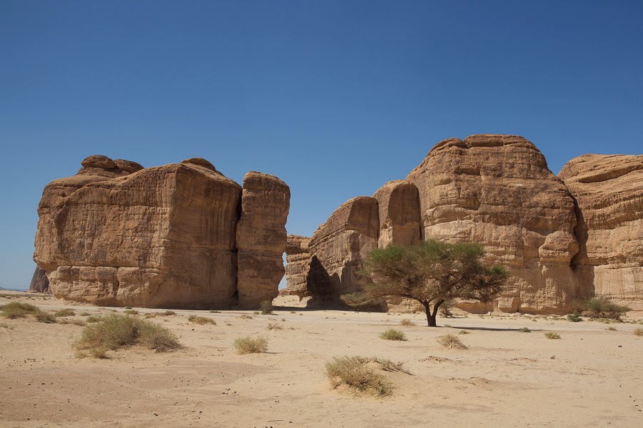 Birds of Saudi Arabia: Al Ula city & surrounding area
