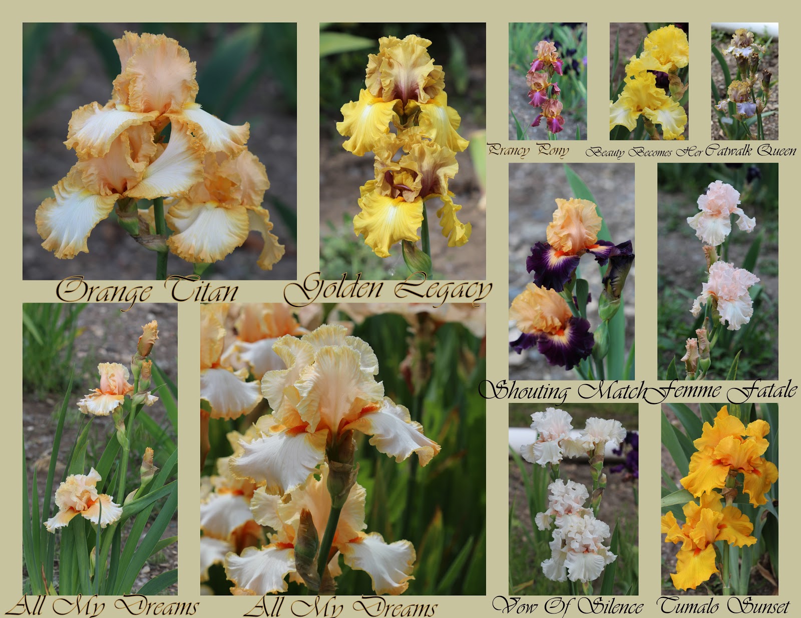 World of Irises: TALL BEARDED IRIS SUPER ACHIEVER AWARD, PART THREE