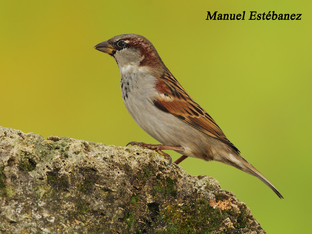 Miradas Cantábricas: Gorrión común (Passer domesticus)