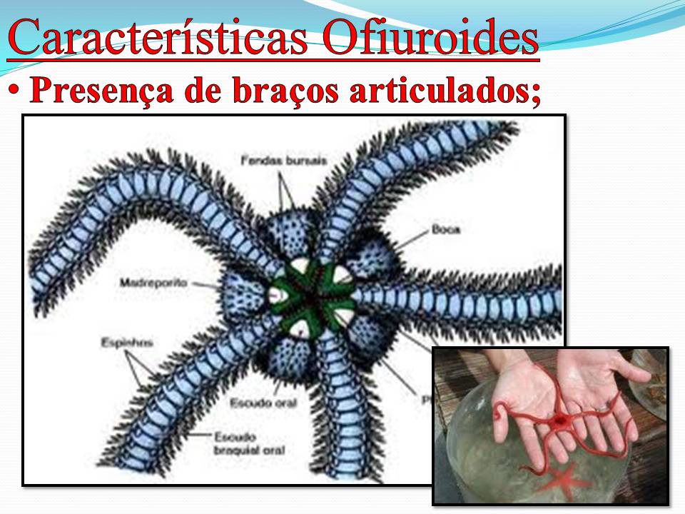 Viver à Biologia: Invertebrados Superiores (parte 2)