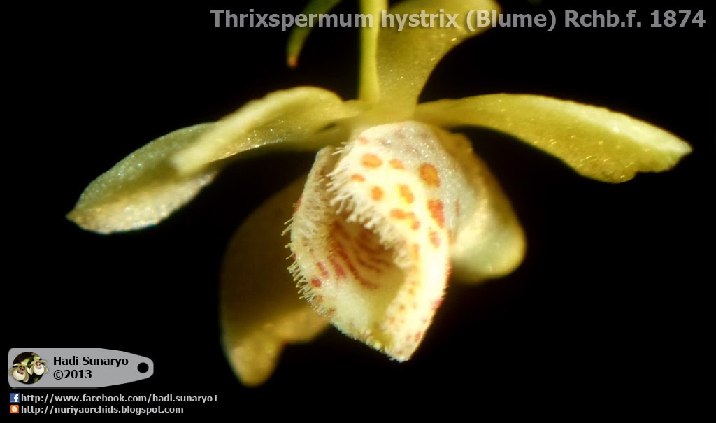 Hadi Orchids (Nuriya Orchids): Thrixspermum hystrix (Blume) Rchb.f ...