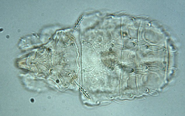 Variety of Life: Brachychthonius